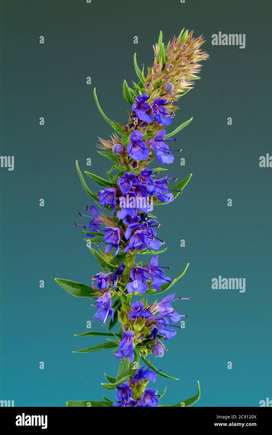 Hyssop, medicinal herb, medicinal use, Hyssopus officinalis, hyssop ...