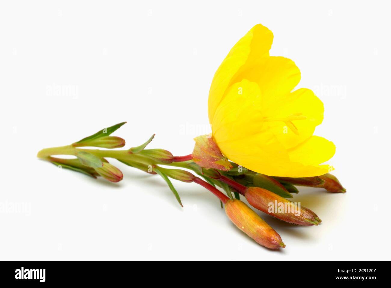 Common evening primrose, Oenothera biennis.Heilpflanze. oil plant ...