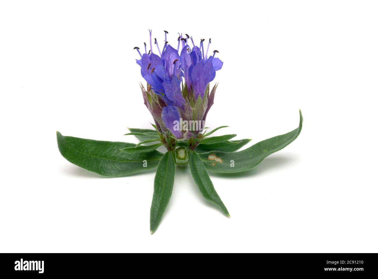 Hyssop, medicinal herb, medicinal use, Hyssopus officinalis, hyssop ...