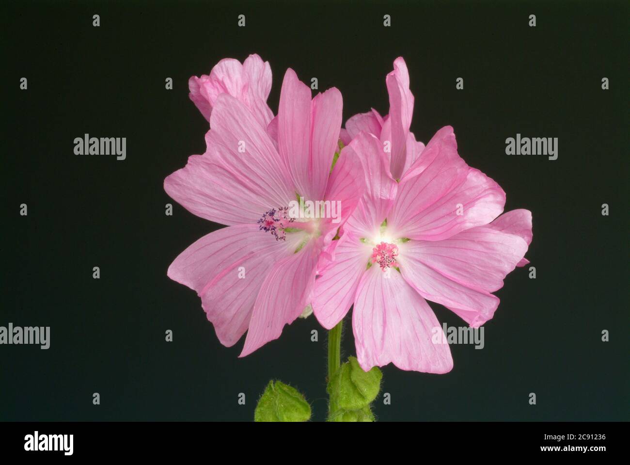 Mallow, Musk, medicinal plant, aromatic plant, medicinal use, Musk ...