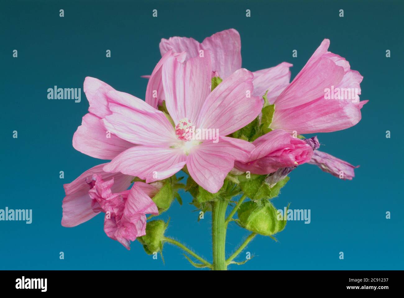 Mallow, Musk, medicinal plant, aromatic plant, medicinal use, Musk ...