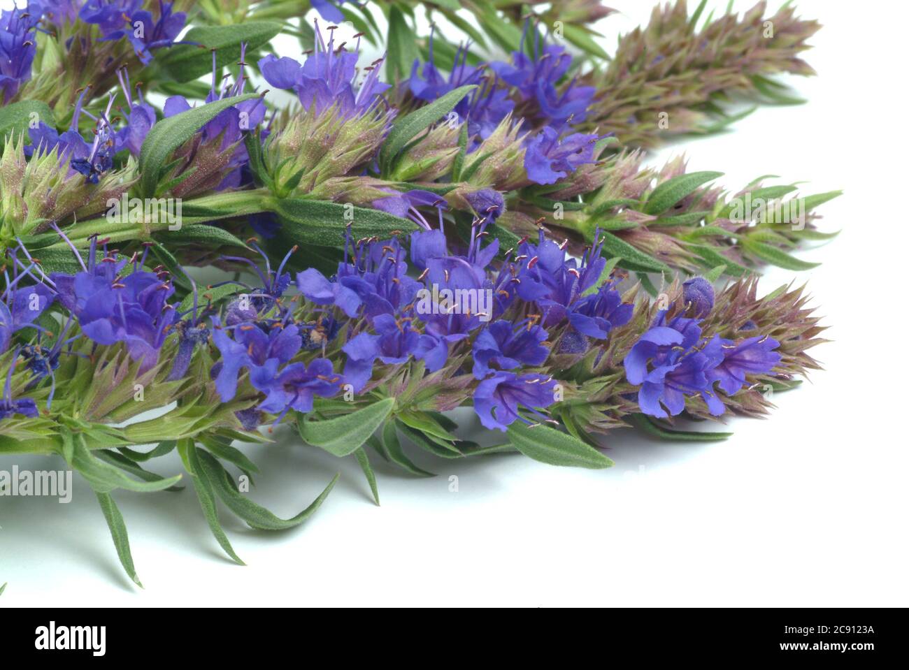 Hyssop, medicinal herb, medicinal use, Hyssopus officinalis, hyssop ...
