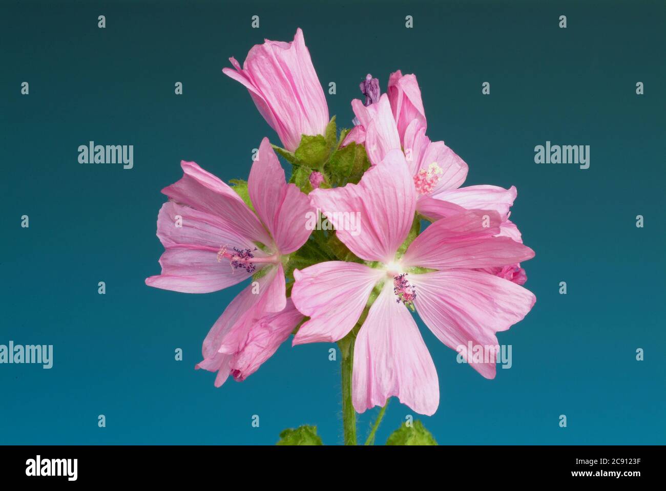 Mallow, Musk, medicinal plant, aromatic plant, medicinal use, Musk ...