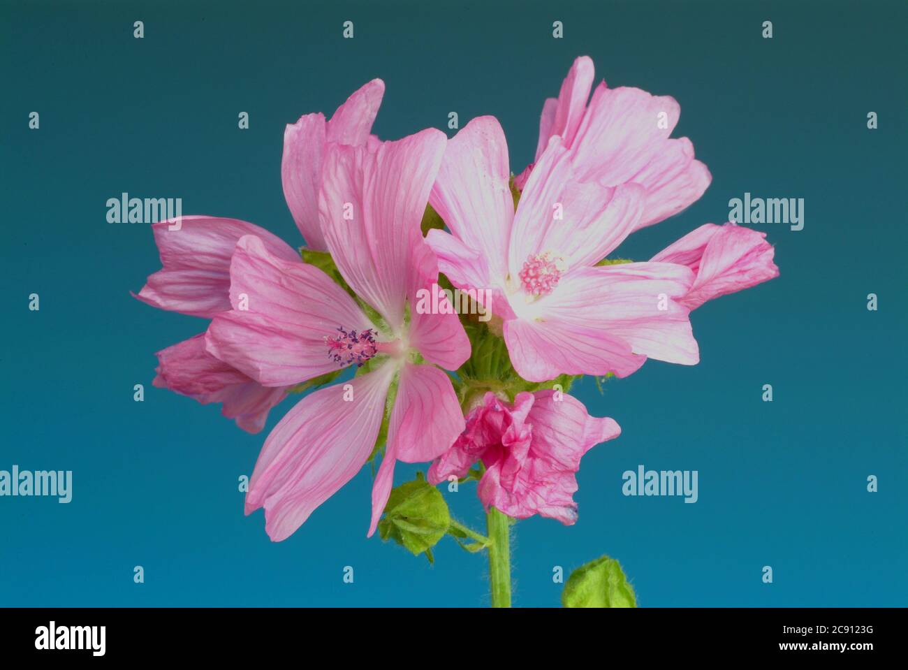 Mallow, Musk, medicinal plant, aromatic plant, medicinal use, Musk ...