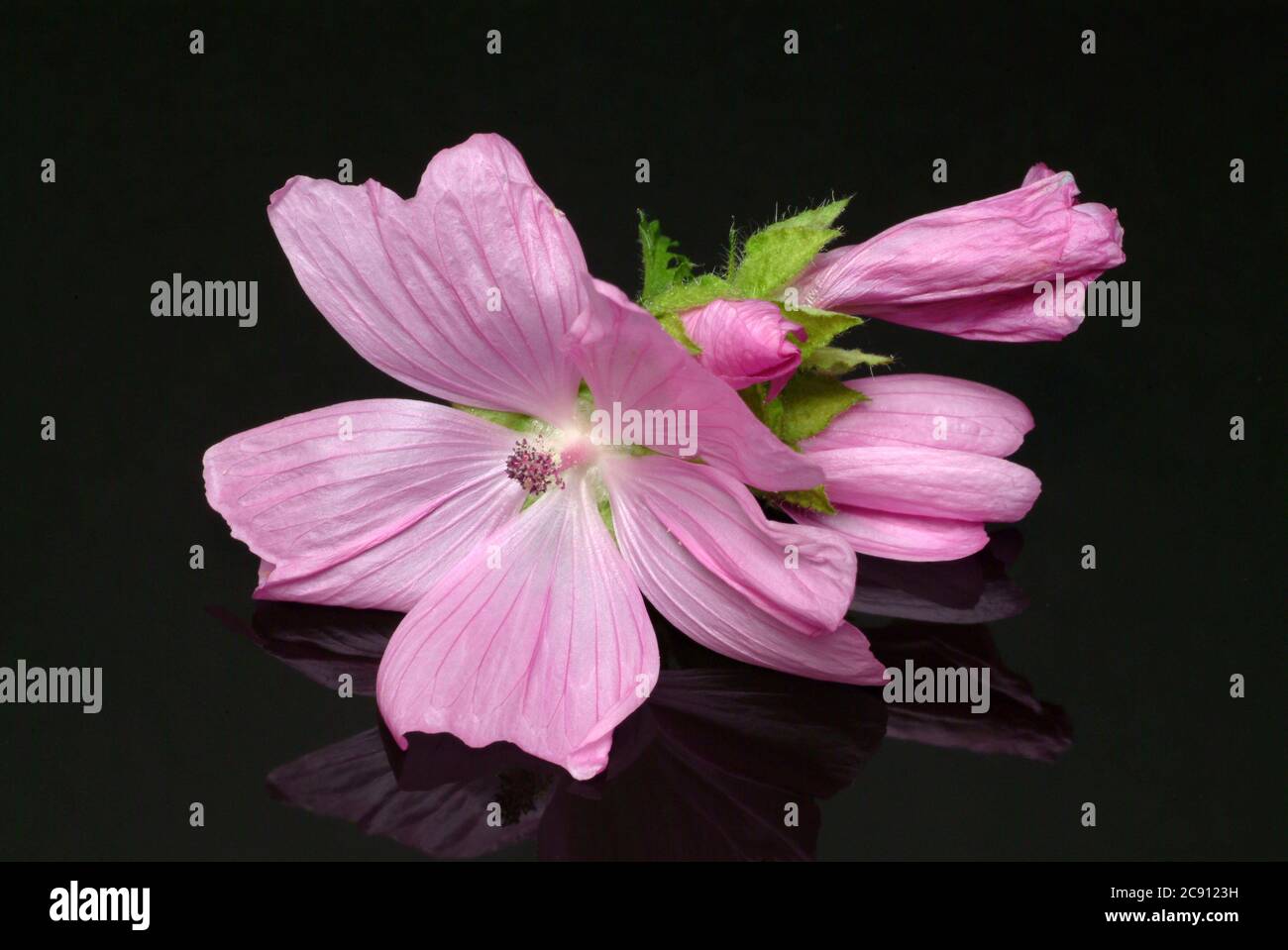 Musk Mallow, Malva moschata, Abelmoschus or Indian Hibiscus Mallow ...