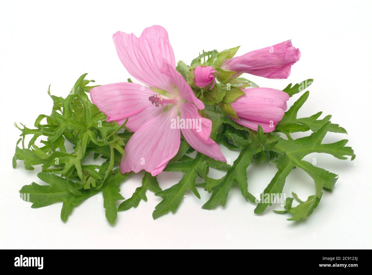 Musk Mallow, Malva moschata, Abelmoschus or Indian Hibiscus Mallow ...