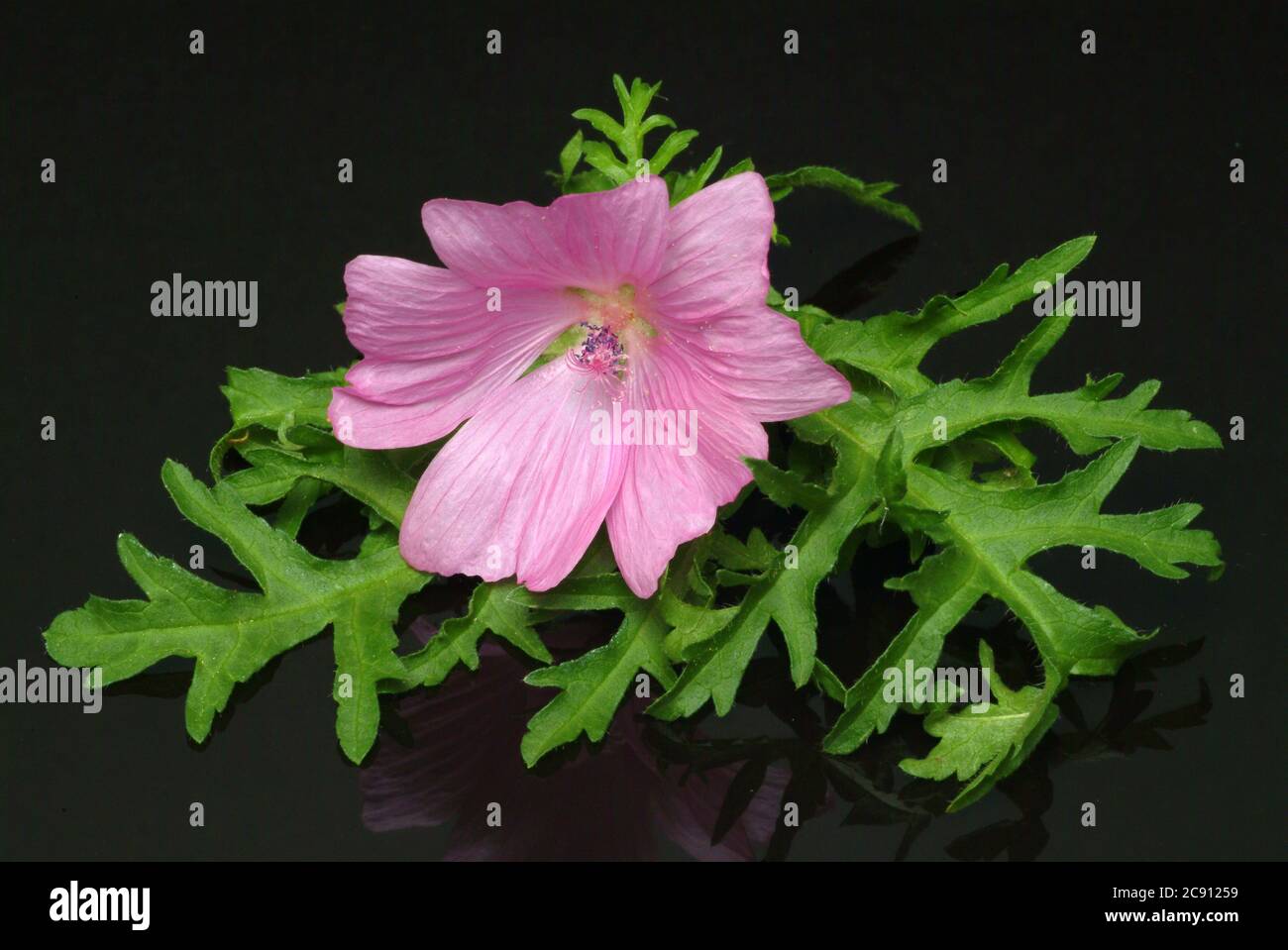 Musk Mallow, Malva moschata, Abelmoschus or Indian Hibiscus Mallow ...