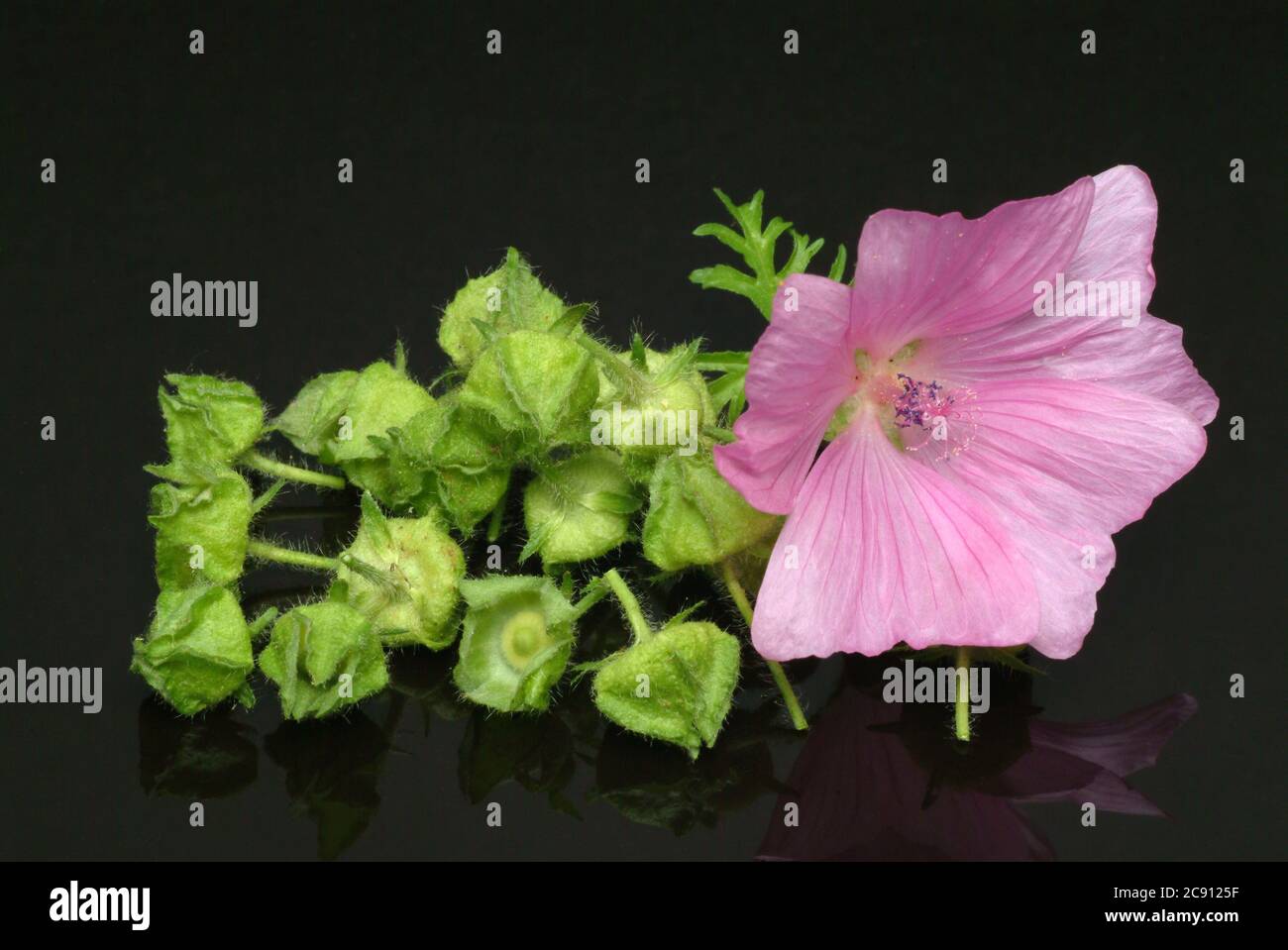 Musk Mallow, Malva moschata, Abelmoschus or Indian Hibiscus Mallow ...