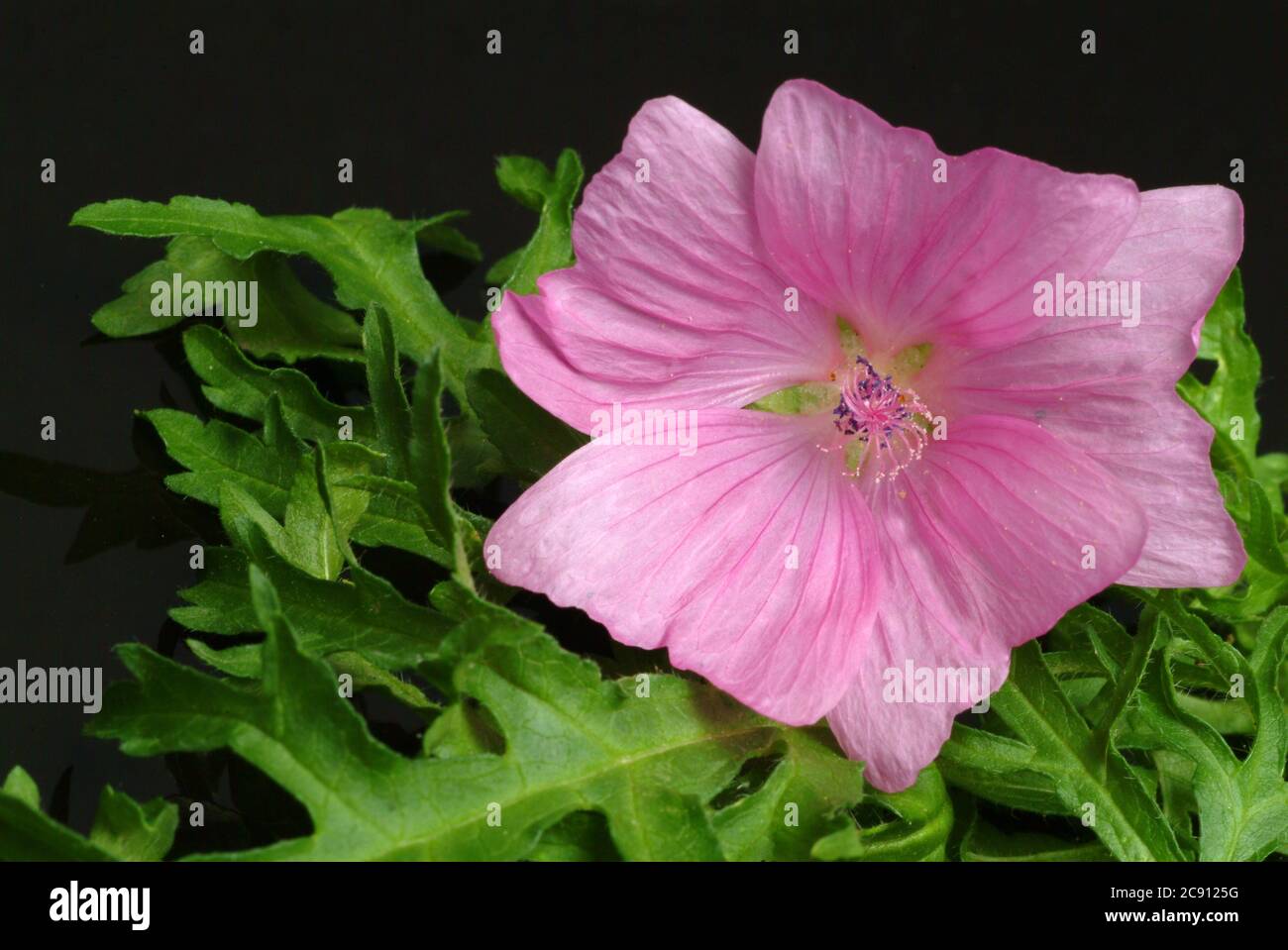 Musk Mallow, Malva moschata, Abelmoschus or Indian Hibiscus Mallow ...