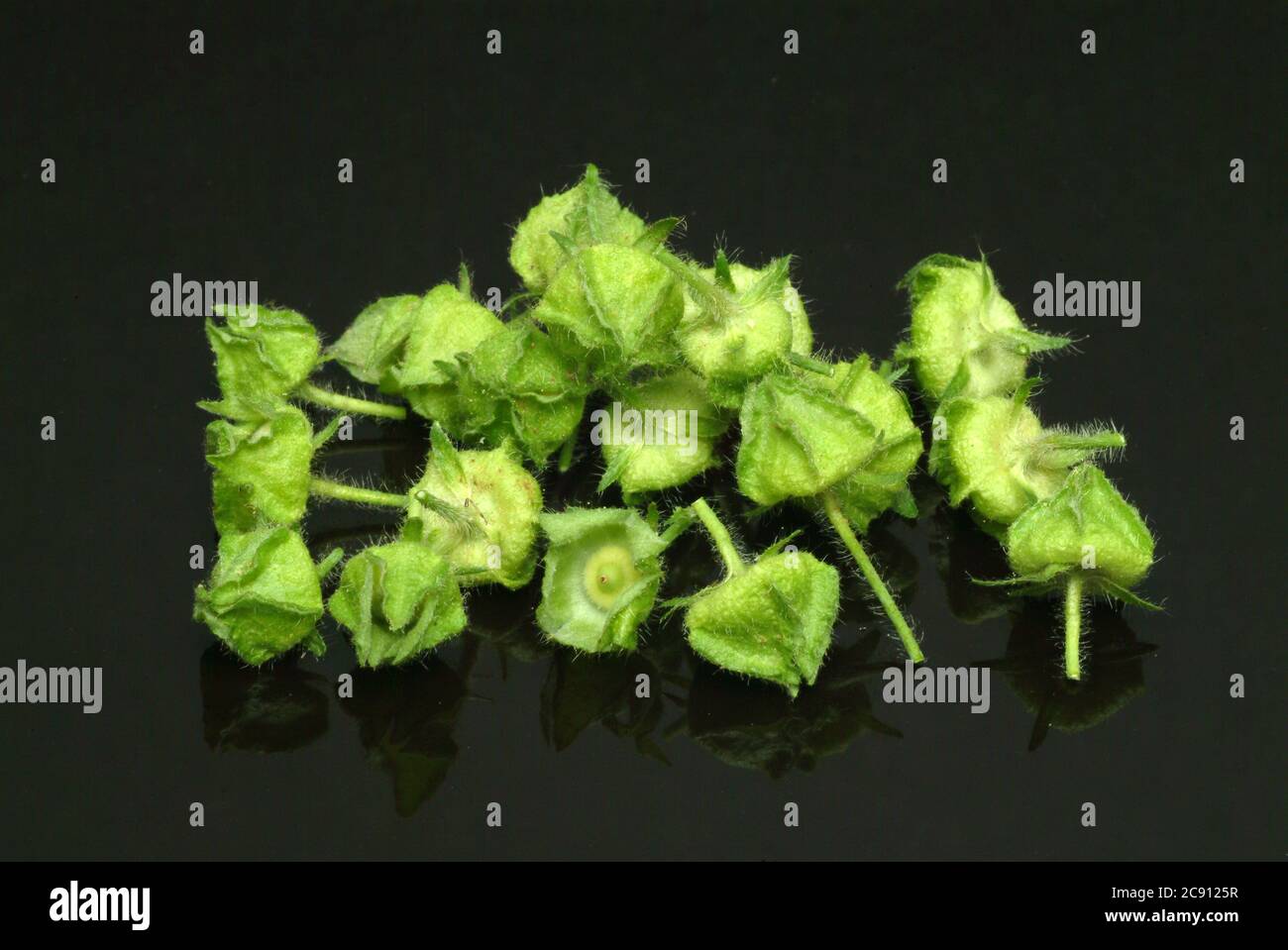 Musk Mallow, Malva moschata, Abelmoschus or Indian Hibiscus Mallow ...