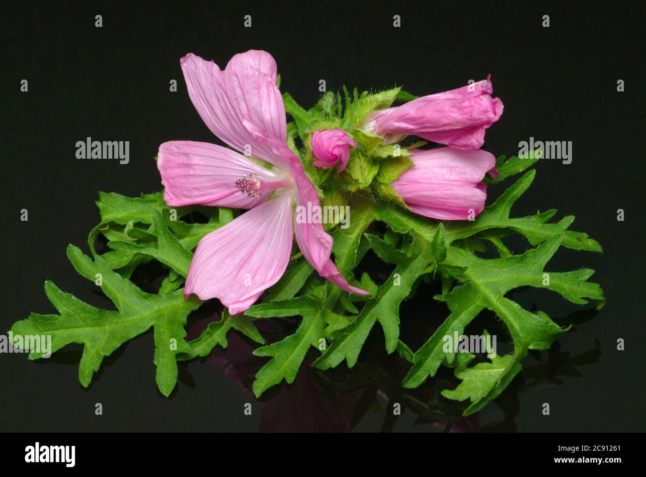 Musk Mallow, Malva moschata, Abelmoschus or Indian Hibiscus Mallow ...