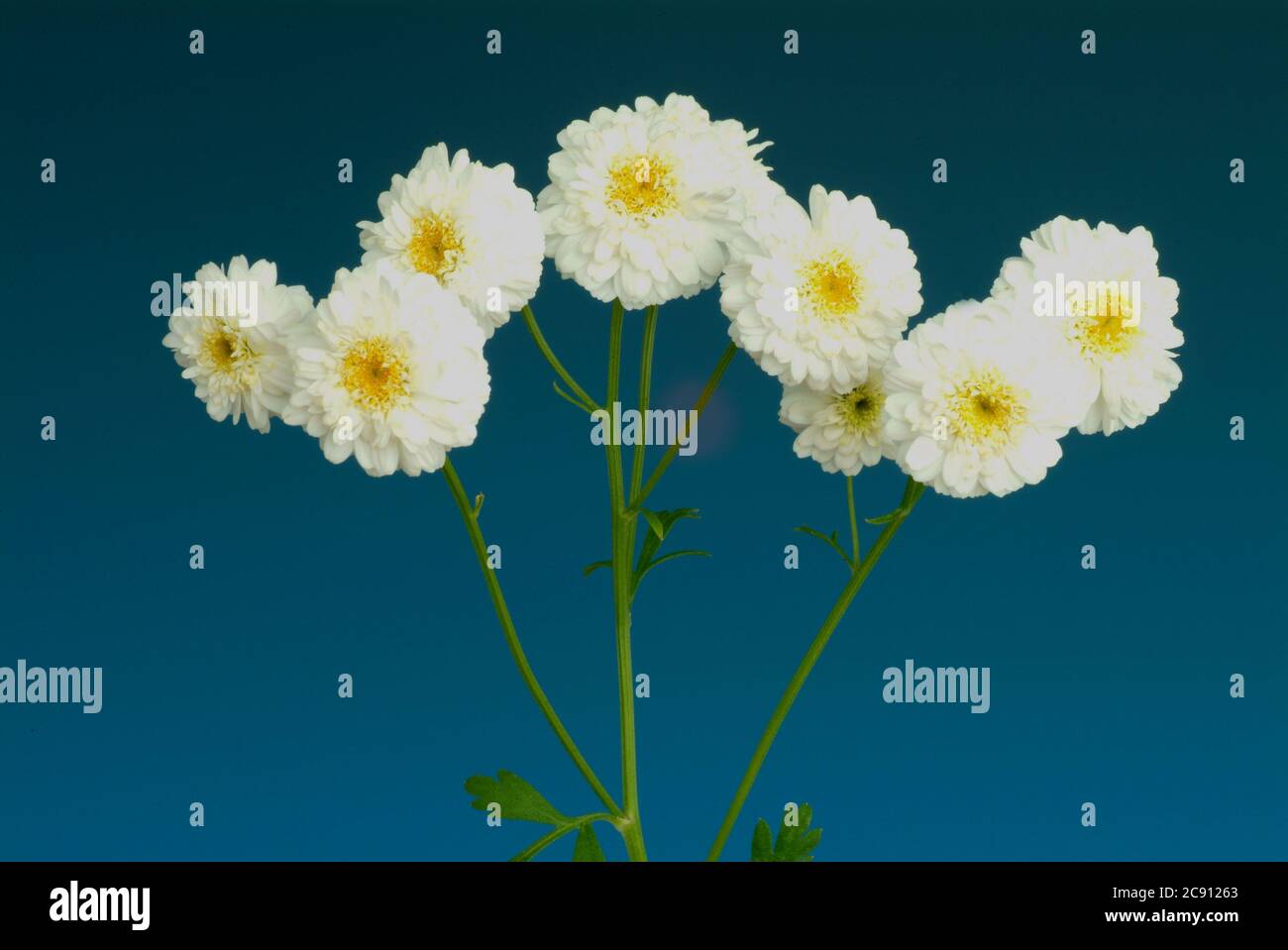 Roman chamomile, chamaemelum nobile is used as a medicinal plant. the ...