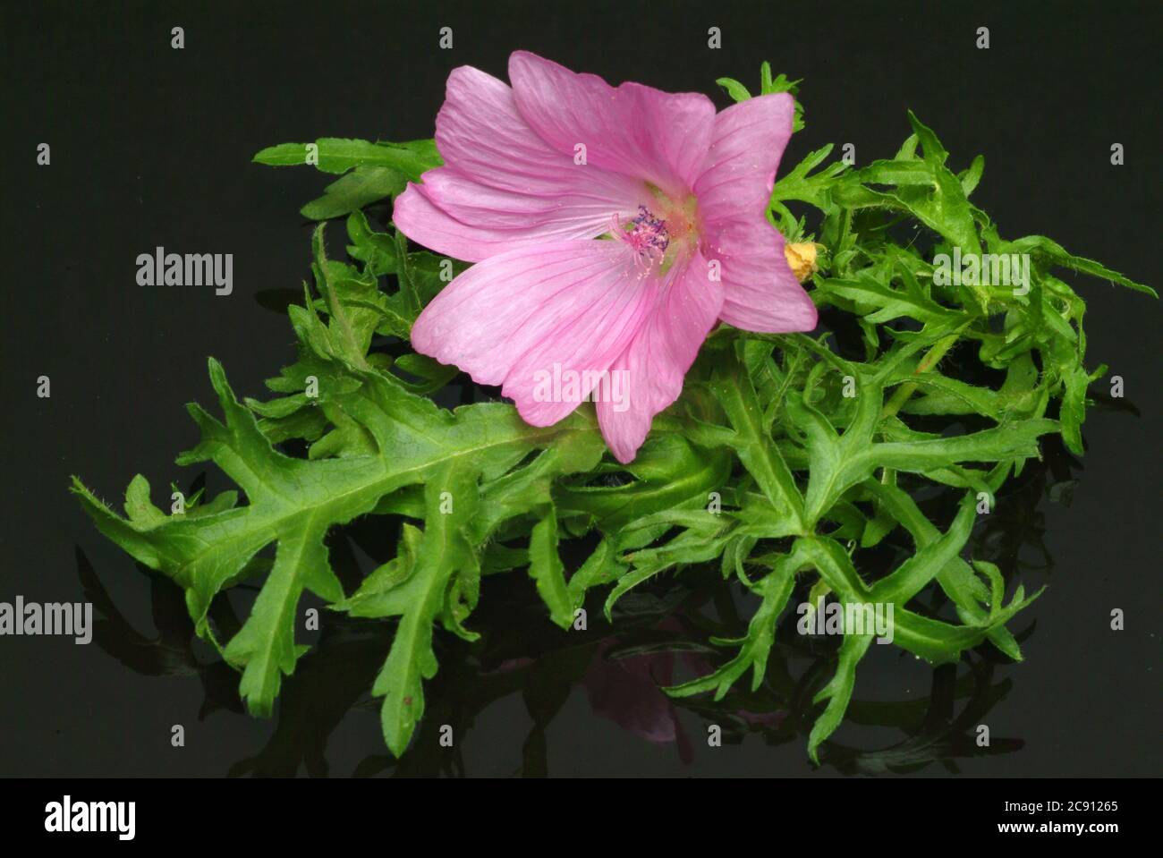 Musk Mallow, Malva moschata, Abelmoschus or Indian Hibiscus Mallow ...