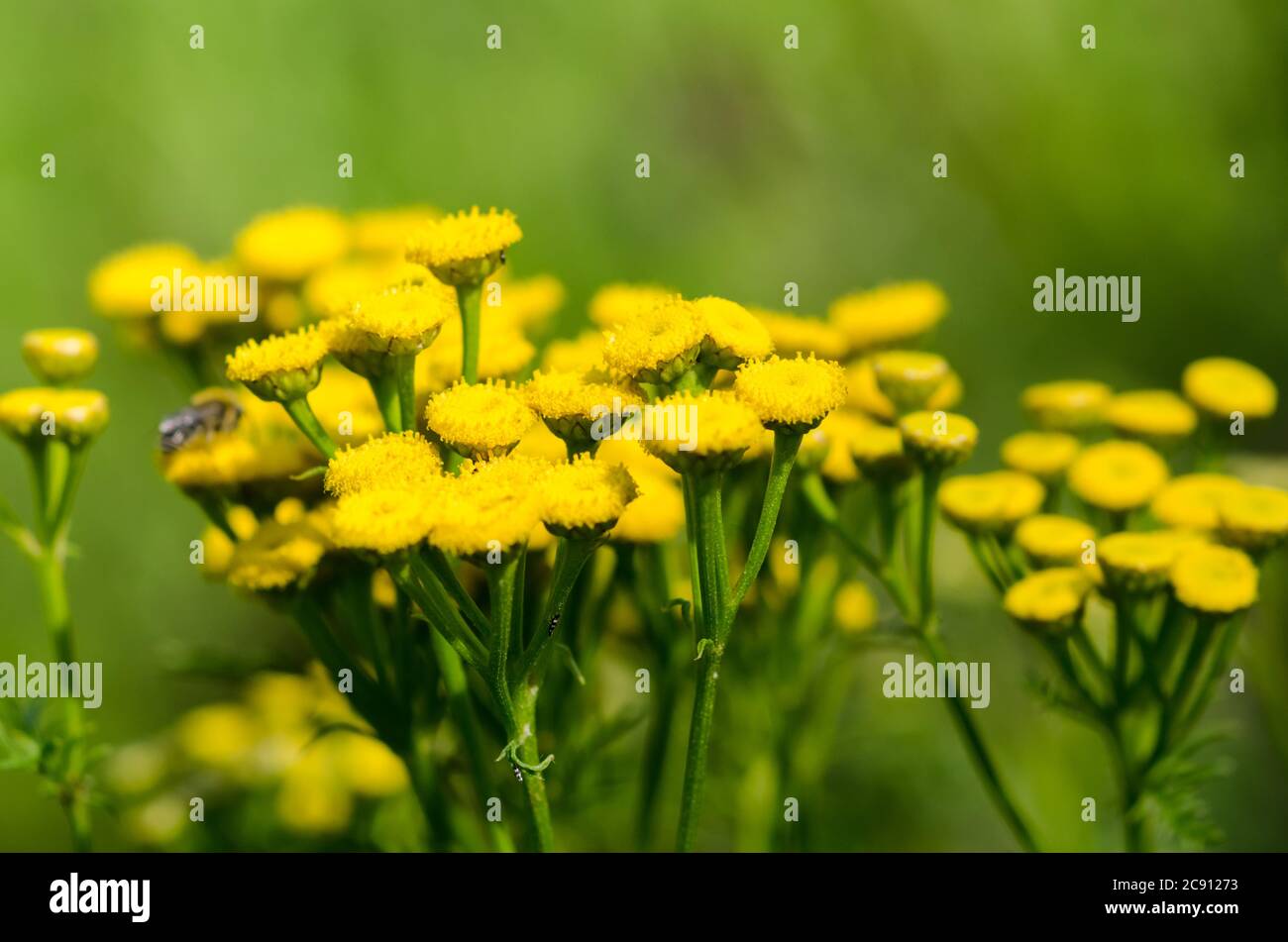 Common Tansy Tanacetum Vulgare Chrysanthemum High Resolution Stock ...