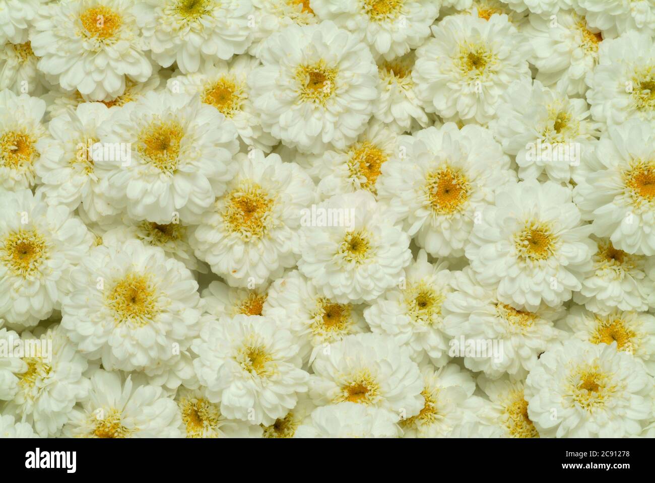 Roman chamomile, chamaemelum nobile is used as a medicinal plant. the ...