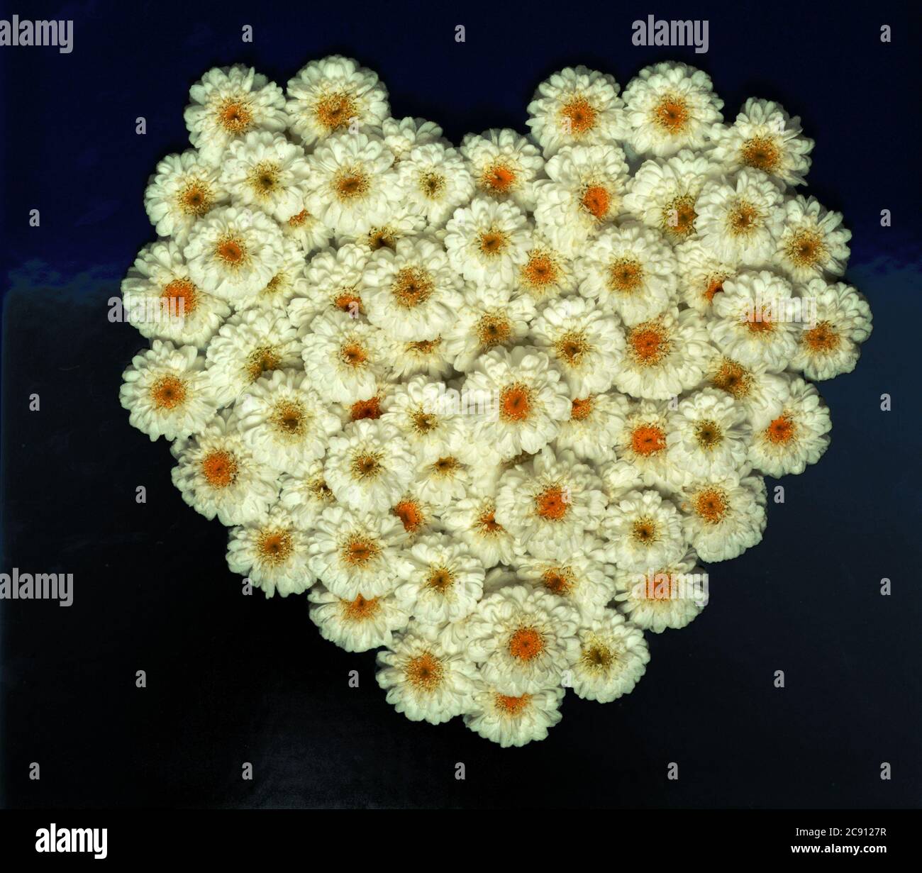 Roman chamomile, chamaemelum nobile is used as a medicinal plant. the ...