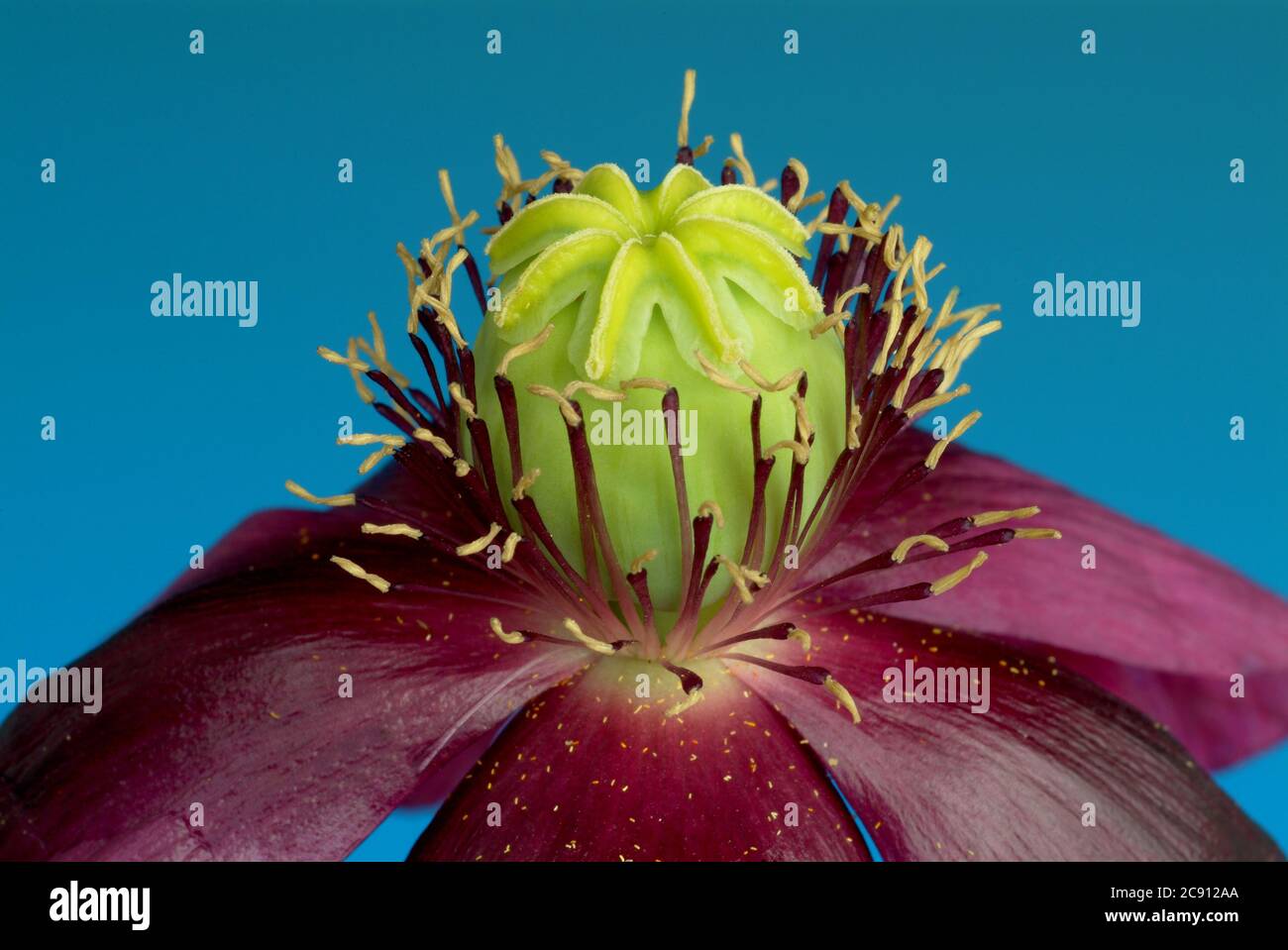 Blue poppy, opium poppy, Papaver somniferum. The plant performs a latex ...