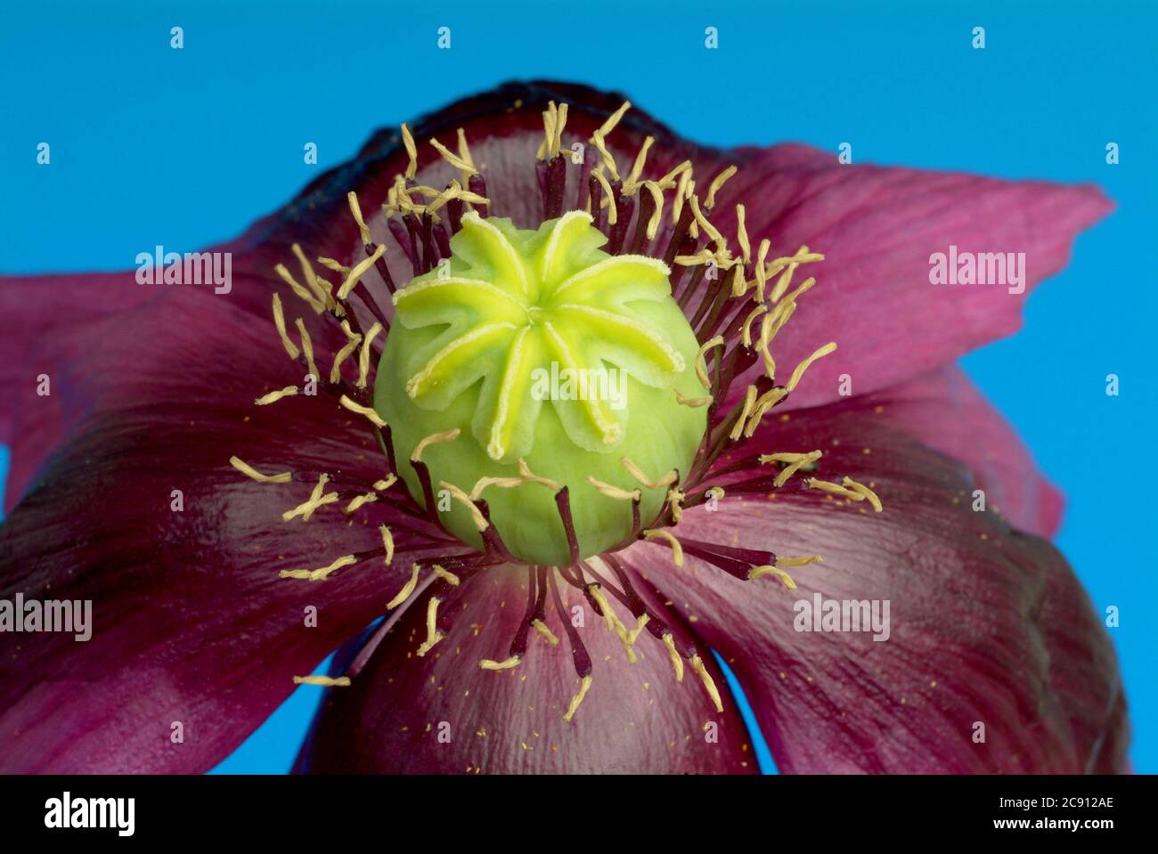 Blue poppy, opium poppy, Papaver somniferum. The plant performs a latex ...