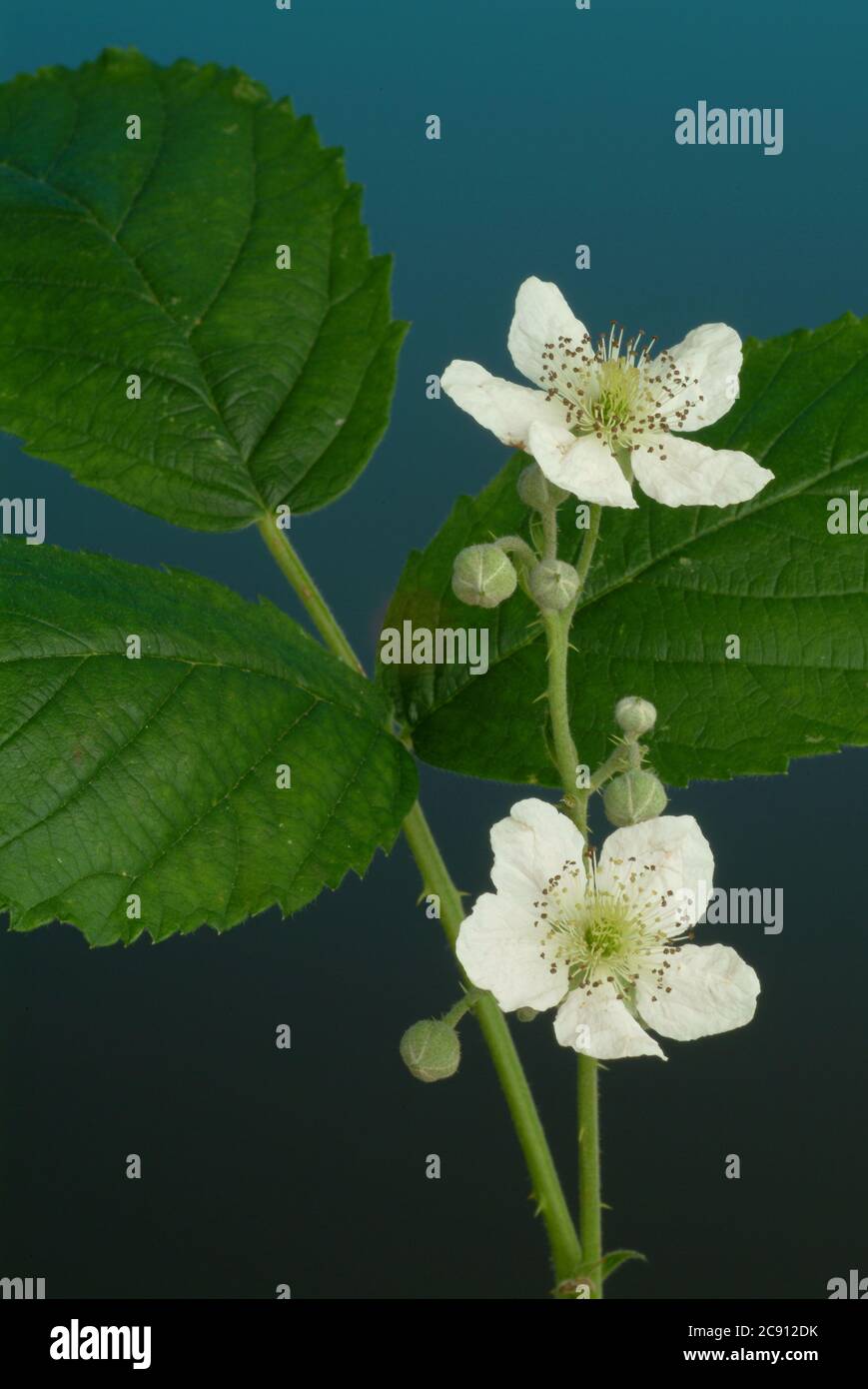 Bickbeere hi-res stock photography and images - Alamy