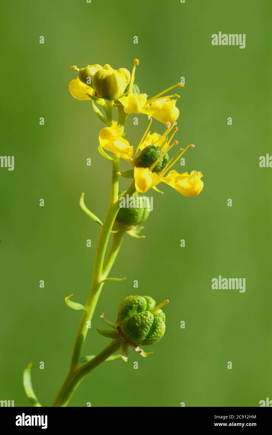 Rue, Ruta graveolens. The Rue was a highly valued medicinal plant in ...