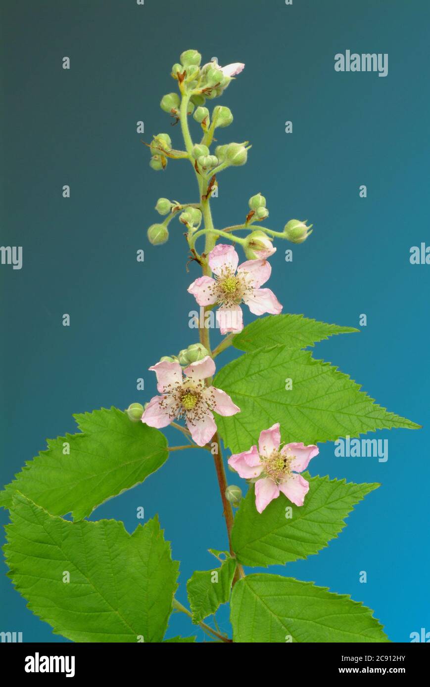 Phenol carboxylic hi-res stock photography and images - Alamy