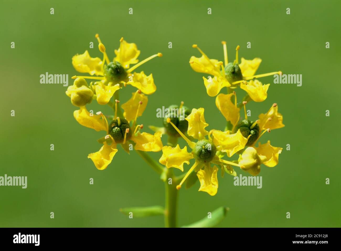 Rue, Ruta graveolens. The Rue was a highly valued medicinal plant in ...