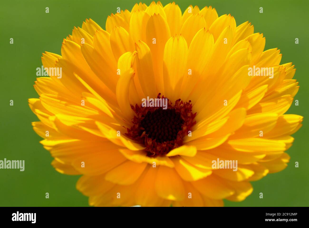 Marigold, Calendula officinalis. Pharmaceutically the dried flower ...