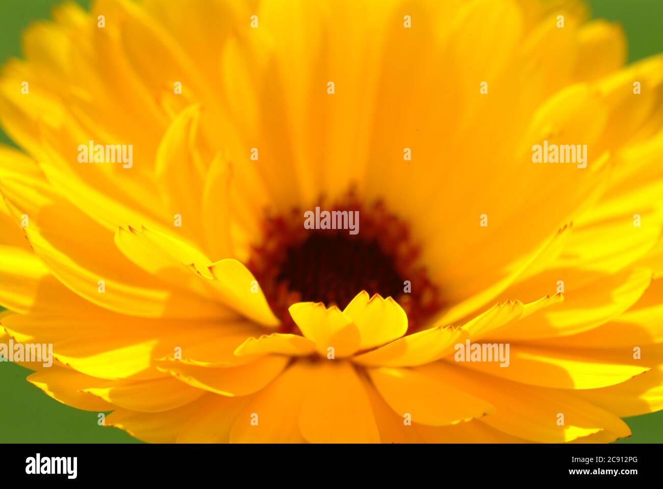 Marigold, Calendula officinalis. Pharmaceutically the dried flower ...