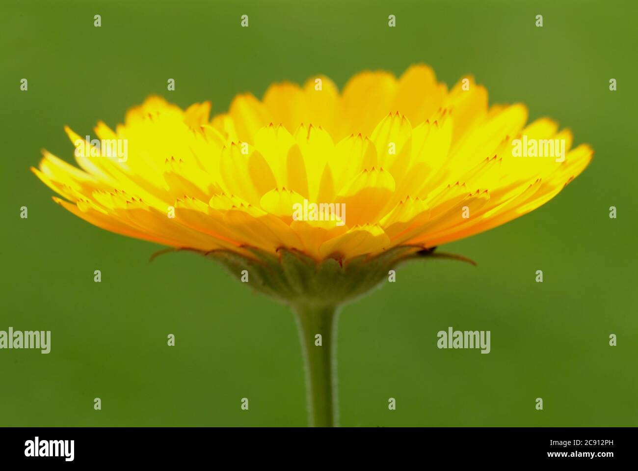 Rashes bruises wounds hi-res stock photography and images - Alamy