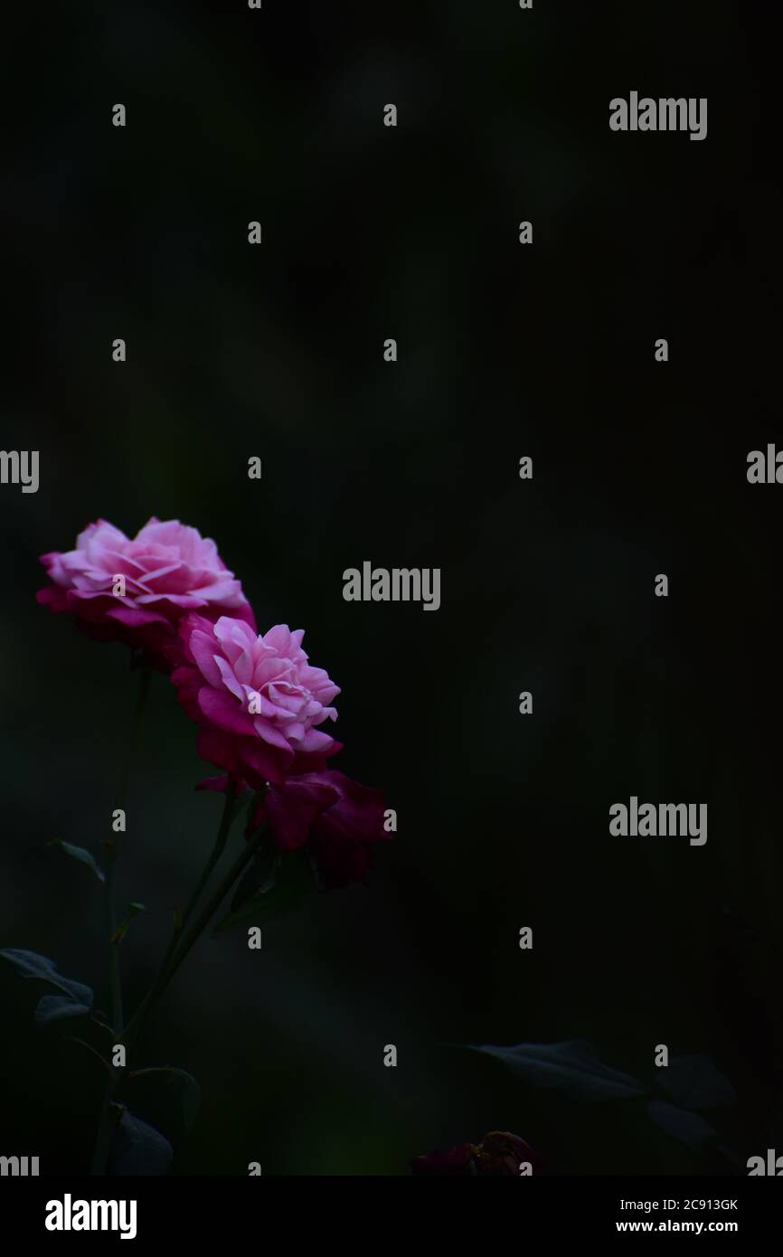 Pink rose with dark background and low exposure Stock Photo - Alamy