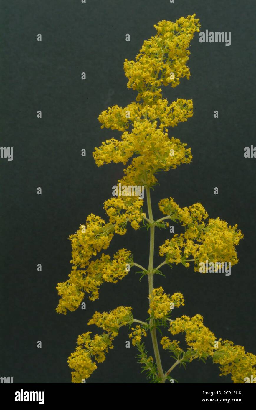 Ladies bedstraw hi-res stock photography and images - Alamy