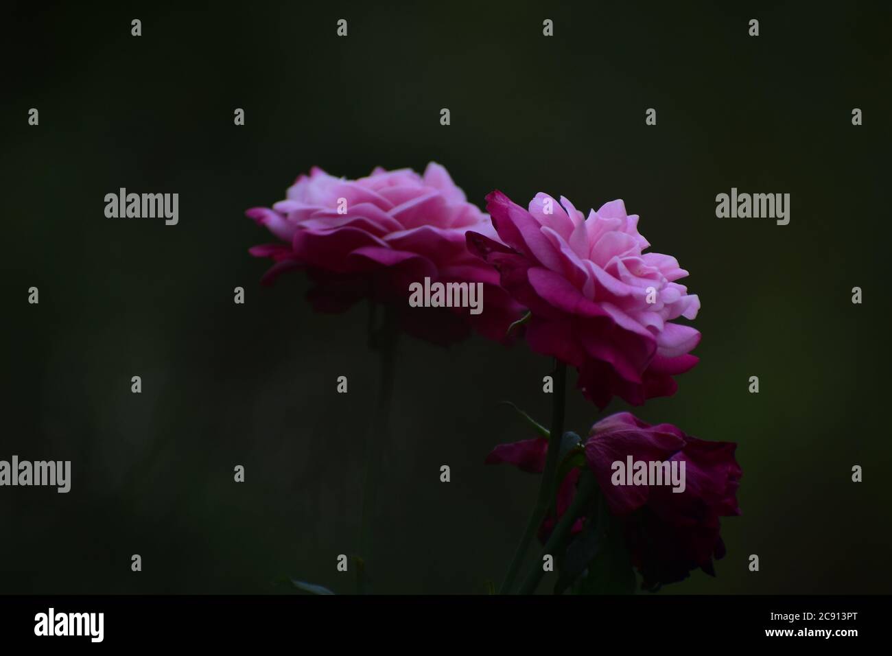 Pink rose with dark background and low exposure Stock Photo - Alamy