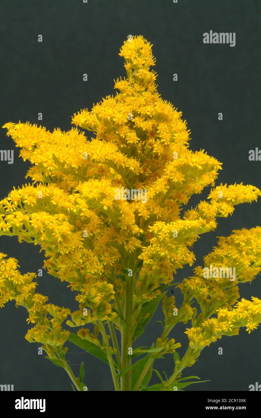 Real golden rod hi-res stock photography and images - Alamy