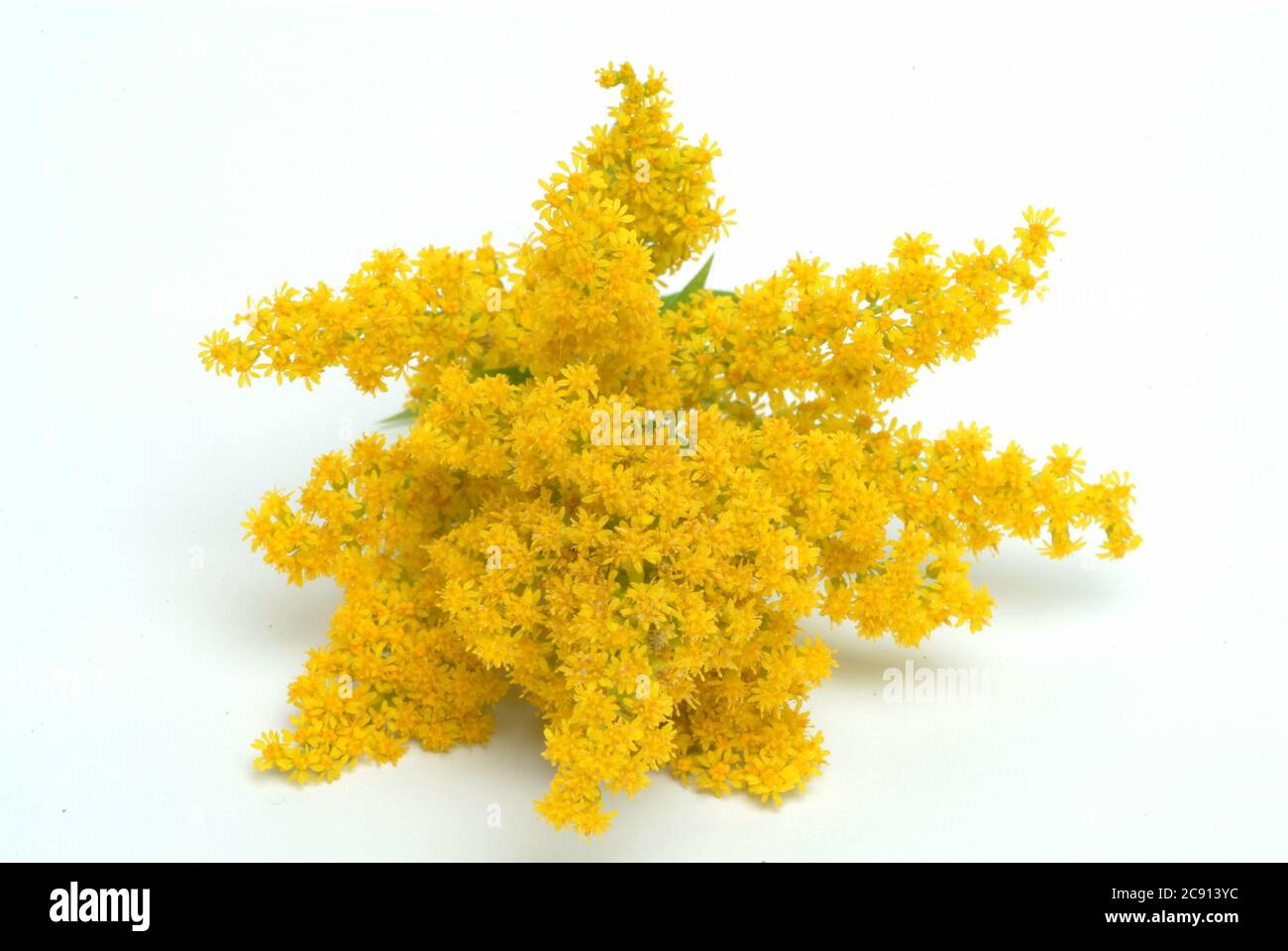 Common goldenrod, common goldenrod or Real goldenrod, Solidago ...