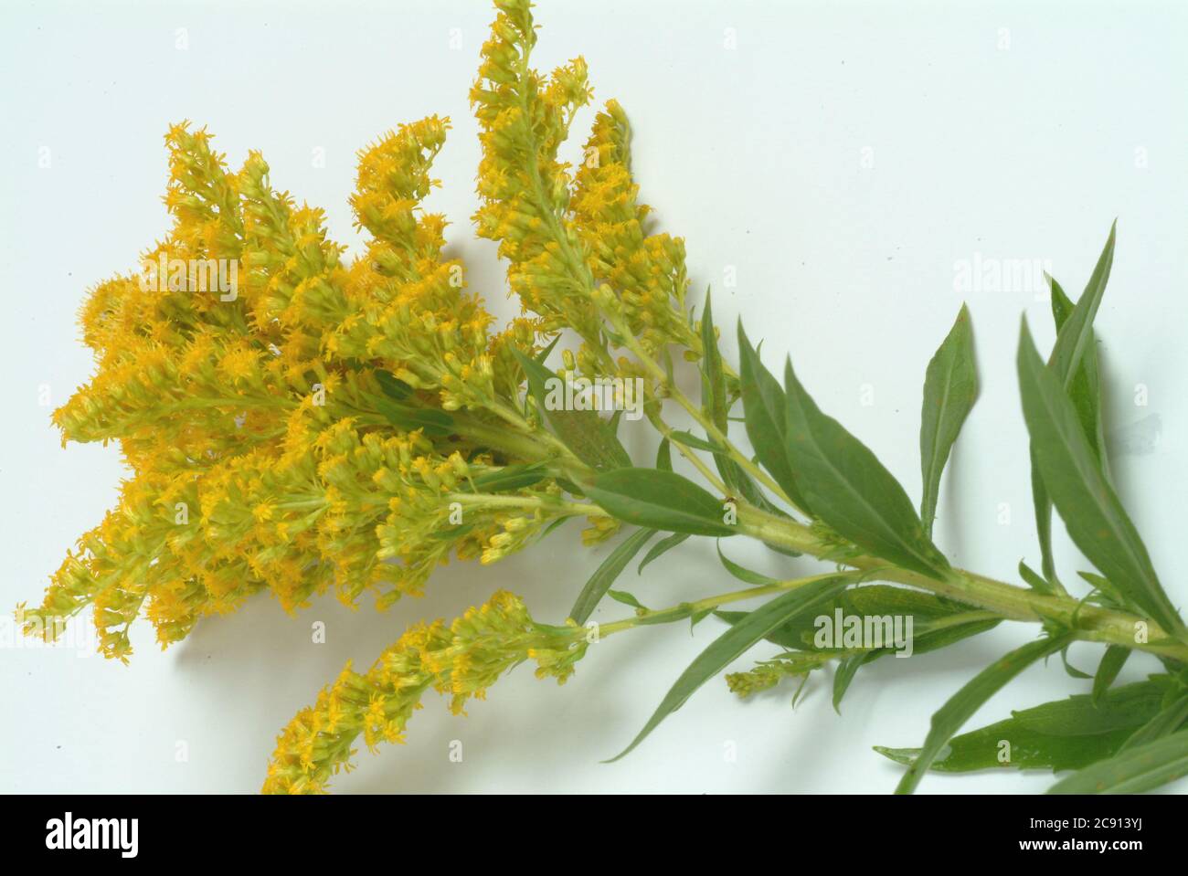 Common goldenrod, common goldenrod or Real goldenrod, Solidago ...