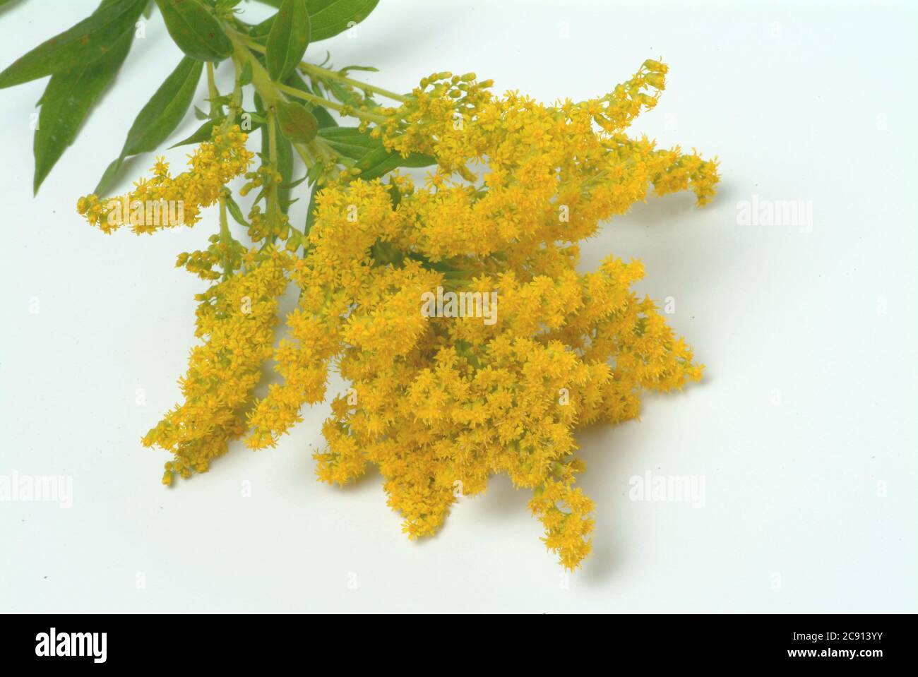 Common goldenrod, common goldenrod or Real goldenrod, Solidago ...