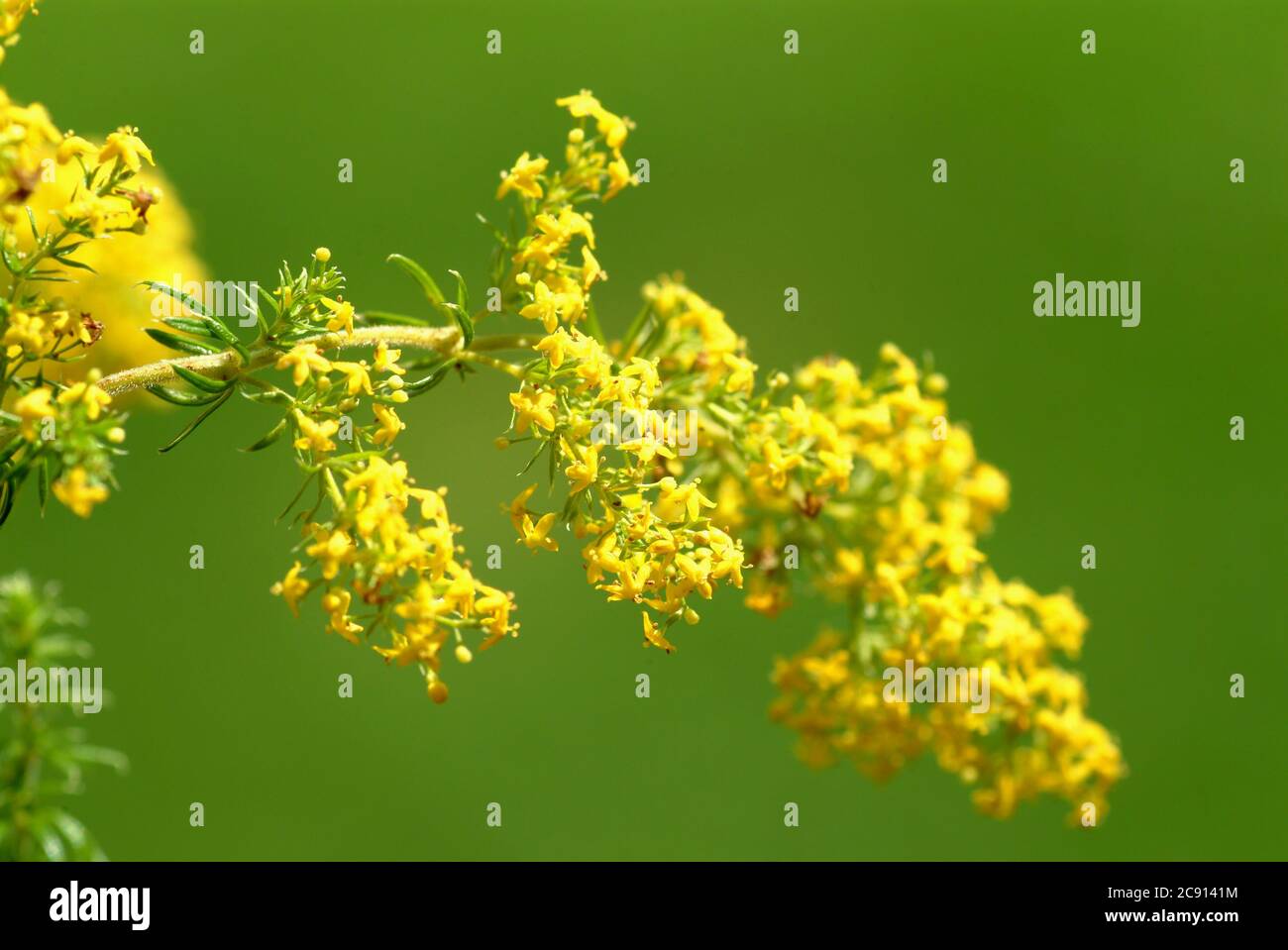 Real golden rod hi-res stock photography and images - Alamy
