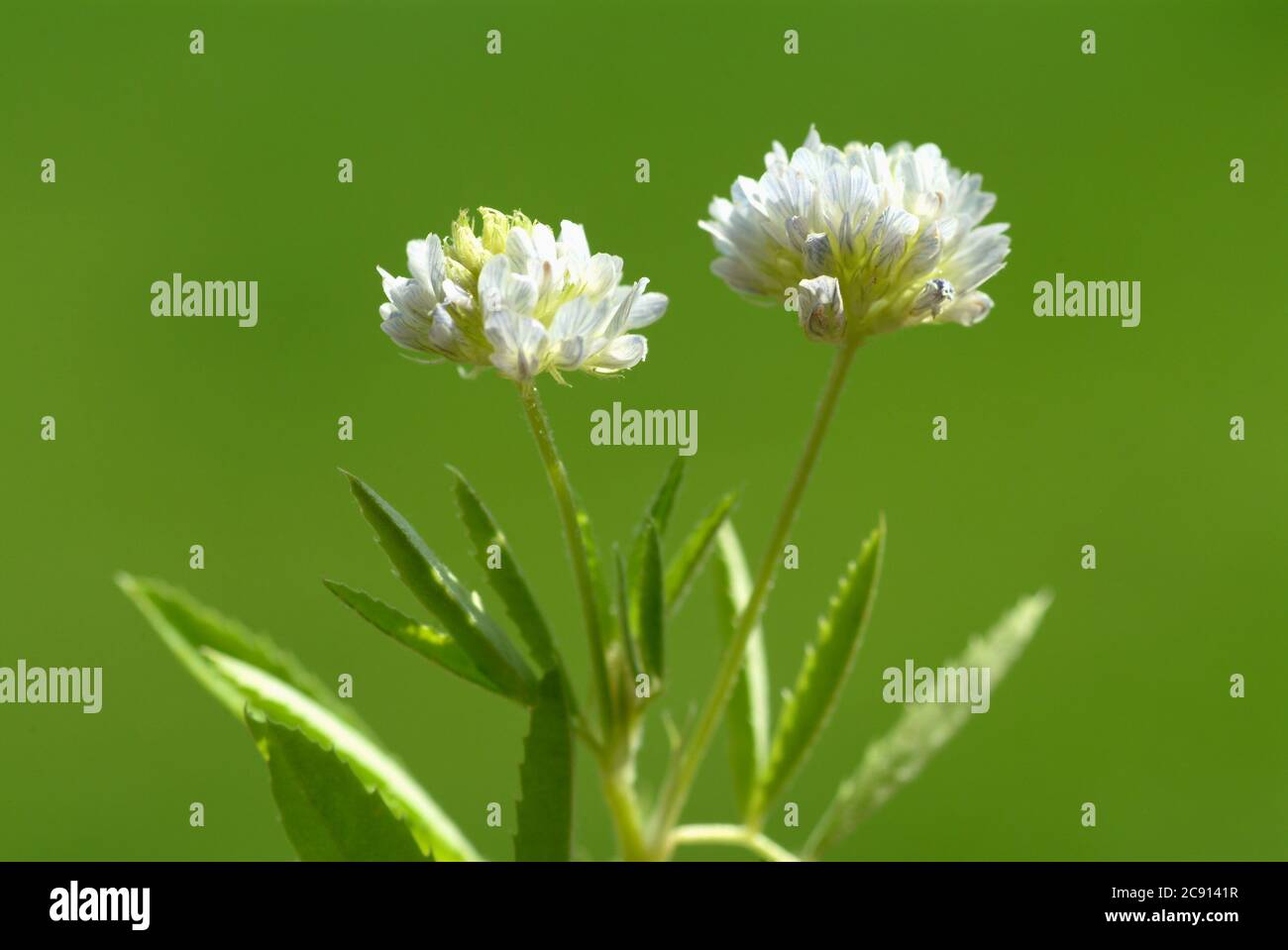 Schabzigerklee, Trigonella caerulea, Melilotus coerulea, Trigonella ...