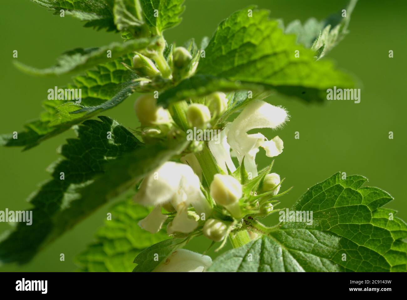 album White dead nettle, Lamium. Medicinal plant: As an expectorant in ...