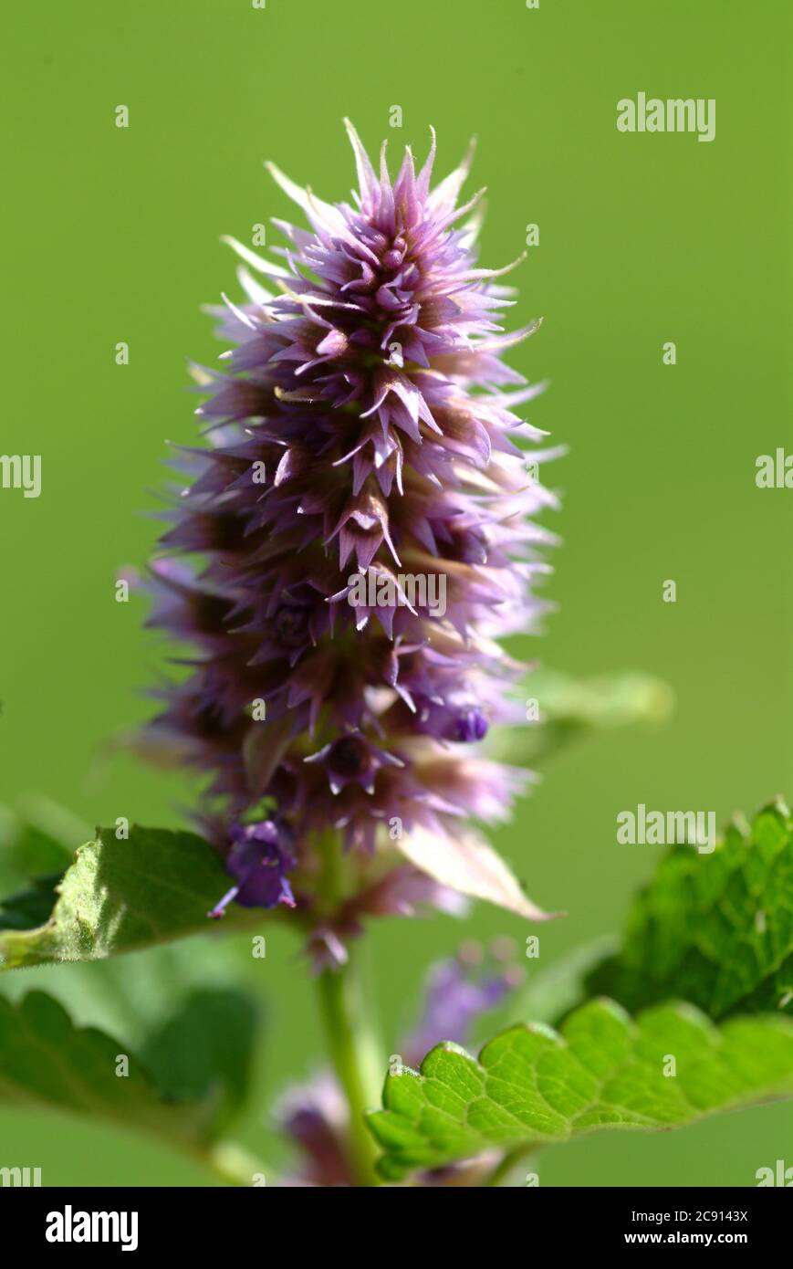 Agastache rugosa, Agastache rugosa, Korean Zest. used in Eastern Asia ...