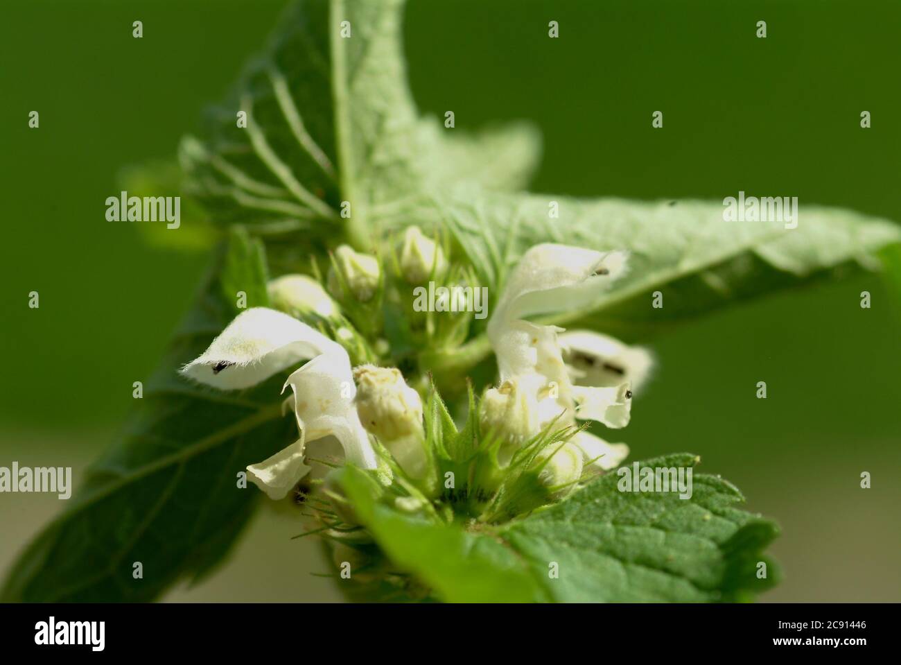 album White dead nettle, Lamium. Medicinal plant: As an expectorant in ...