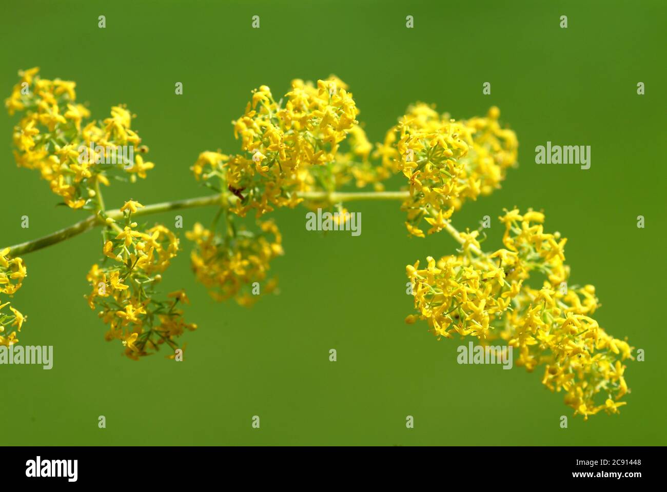 Common goldenrod, common goldenrod or Real goldenrod, Solidago ...