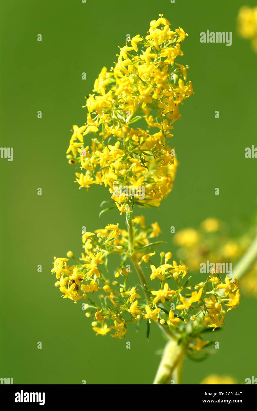 Real golden rod hi-res stock photography and images - Alamy