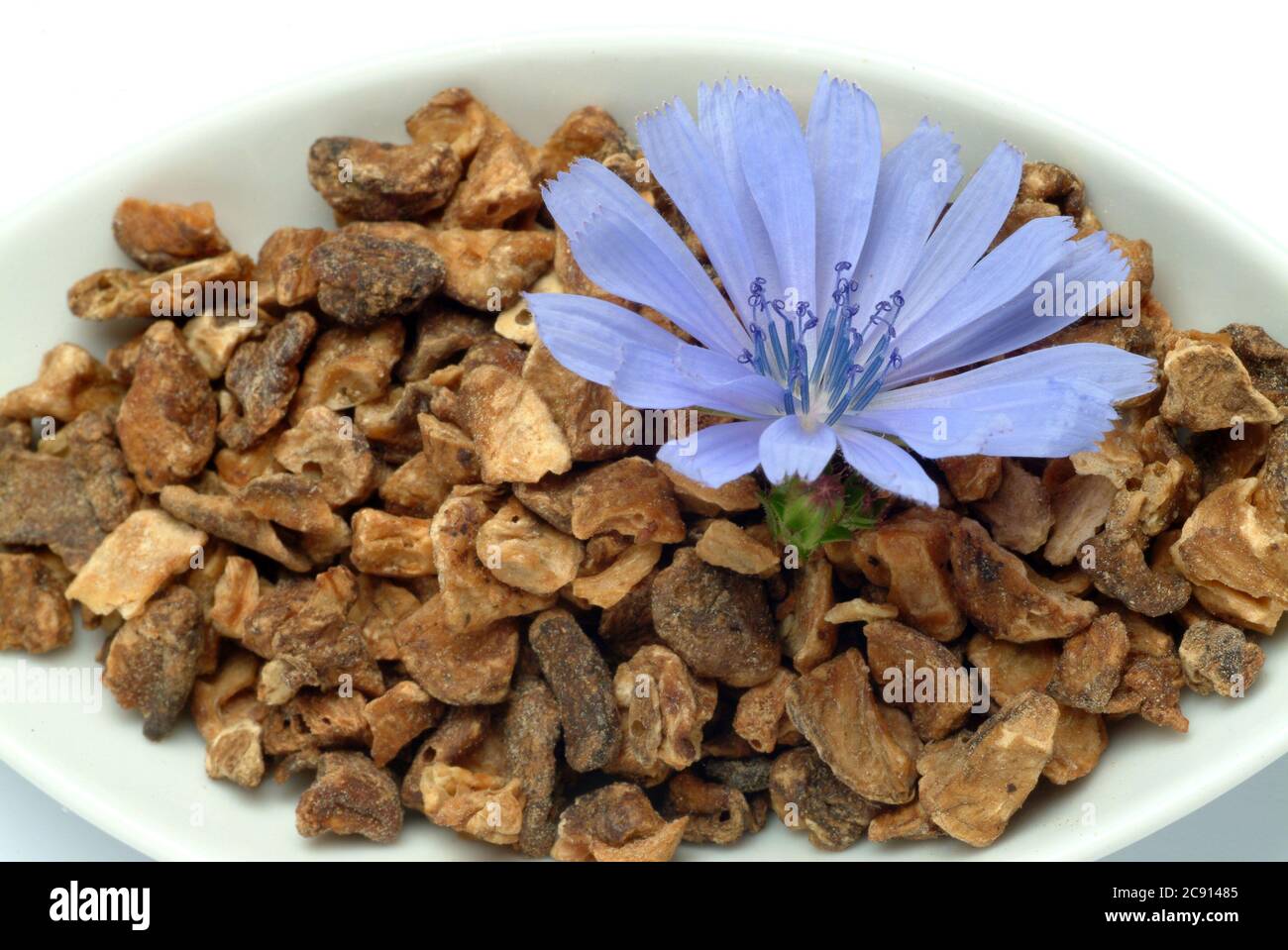 Dried root. Common or Common chicory, Cichorium intybus, and chicory ...