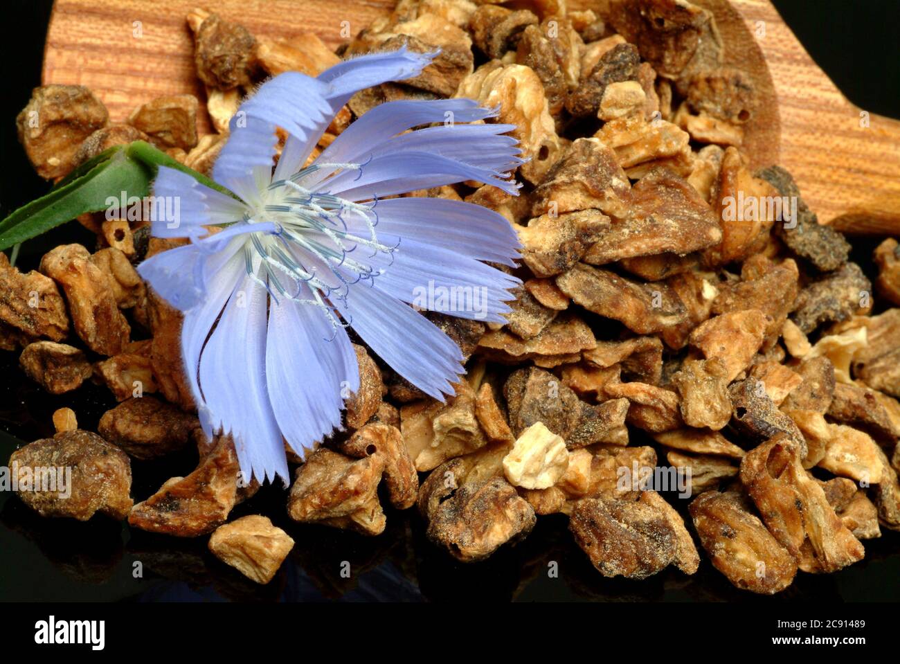 Dried root. Common or Common chicory, Cichorium intybus, and chicory ...
