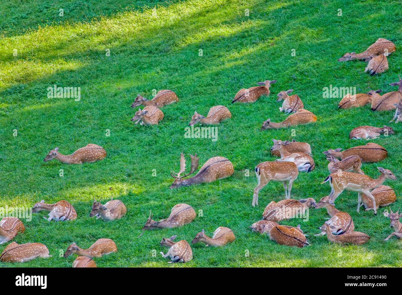 Group of deers on the green field Stock Photo - Alamy