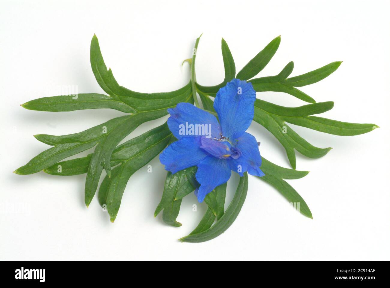 Ordinary field larkspur, Consolida regalis, Syn .: Delphinium consolida ...