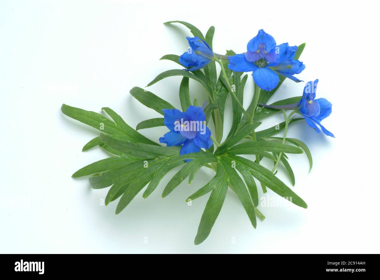 Ordinary field larkspur, Consolida regalis, Syn .: Delphinium consolida ...