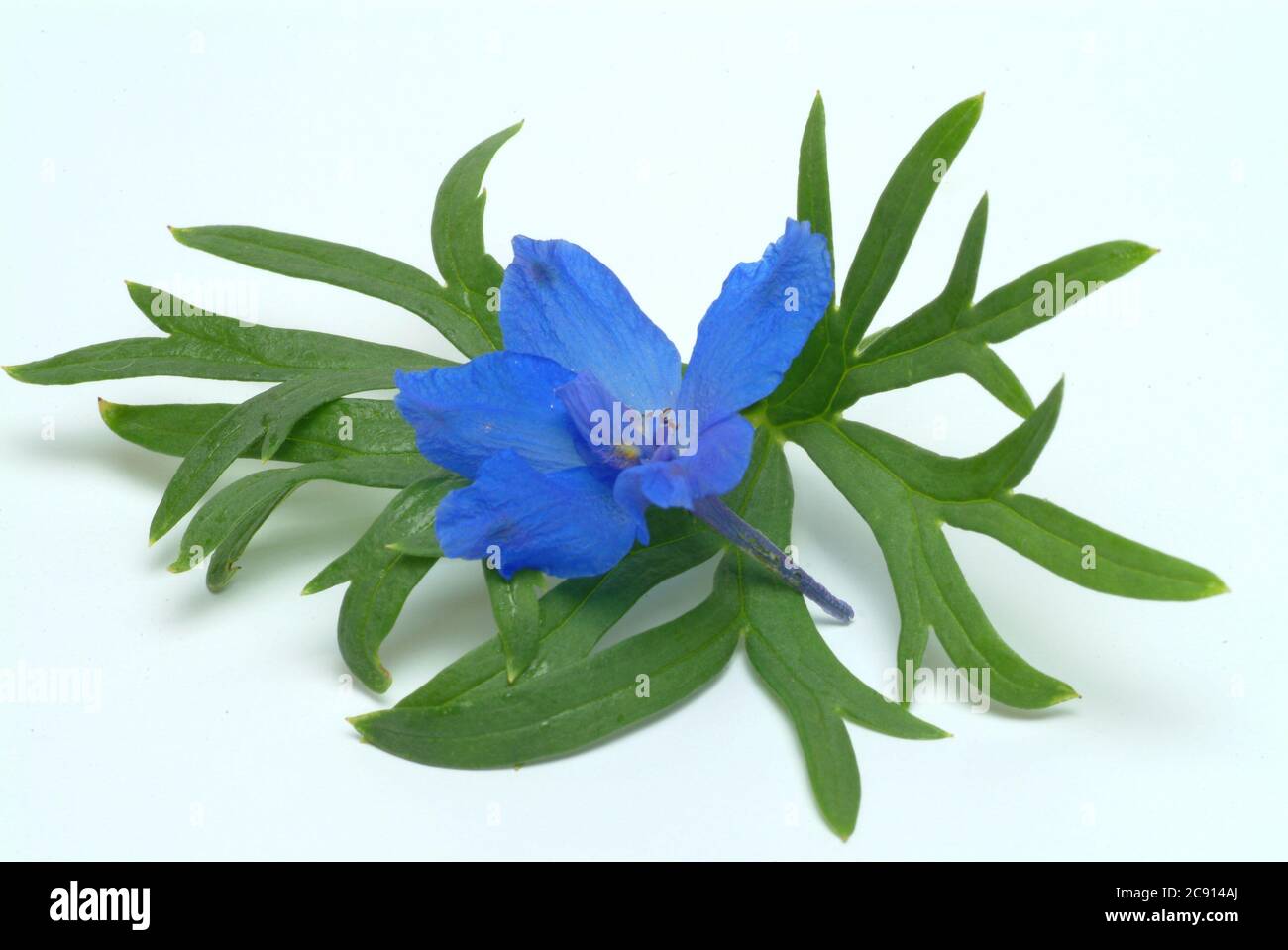 Ordinary field larkspur, Consolida regalis, Syn .: Delphinium consolida ...