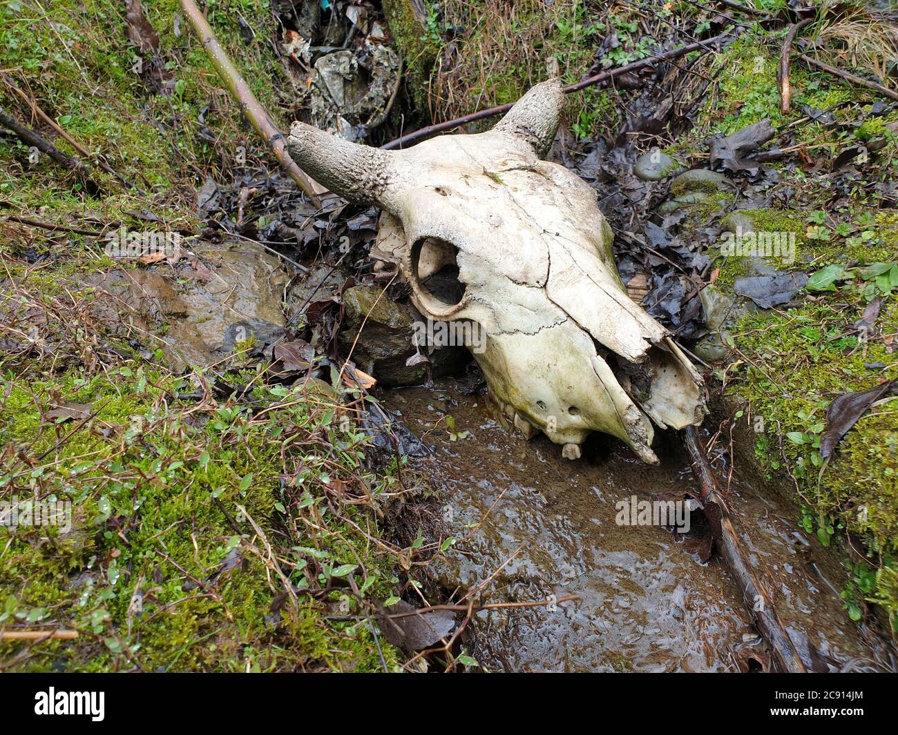 Bone of Animal Skulls Bones Real Buffalo for sale Real Animal Skull for ...